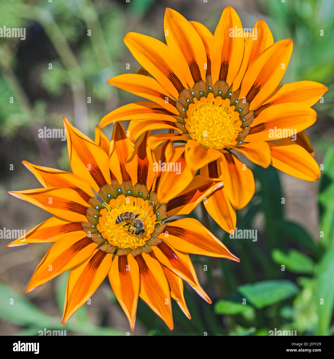 Close-up detail of a honey bee apis collecting pollen on yellow daisy ...