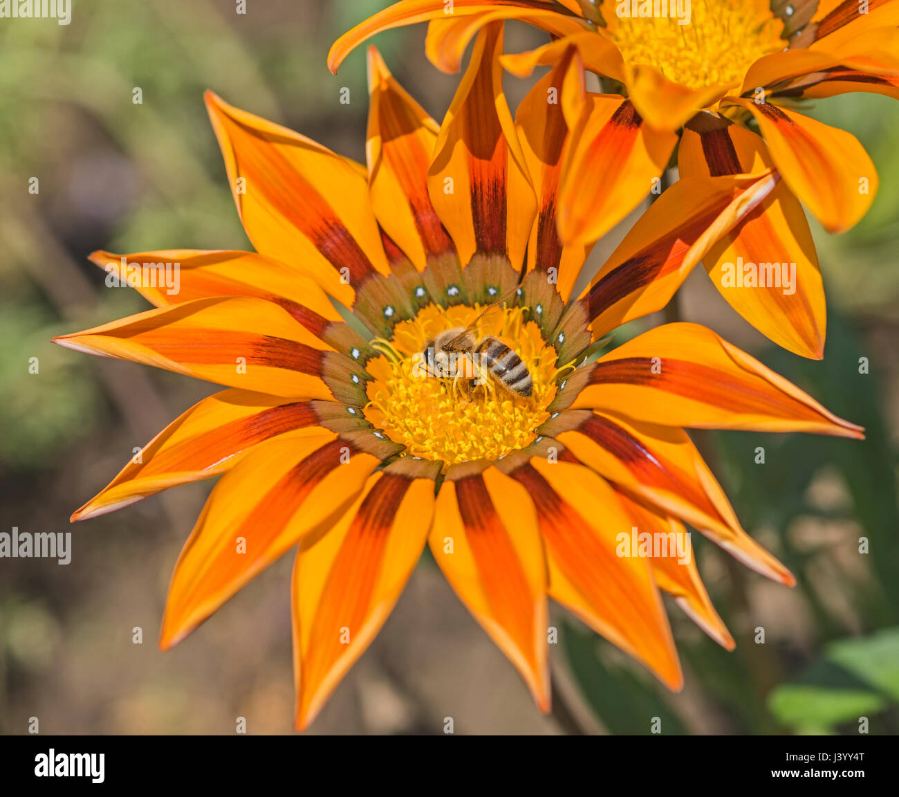 Close-up detail of a honey bee apis collecting pollen on yellow daisy ...