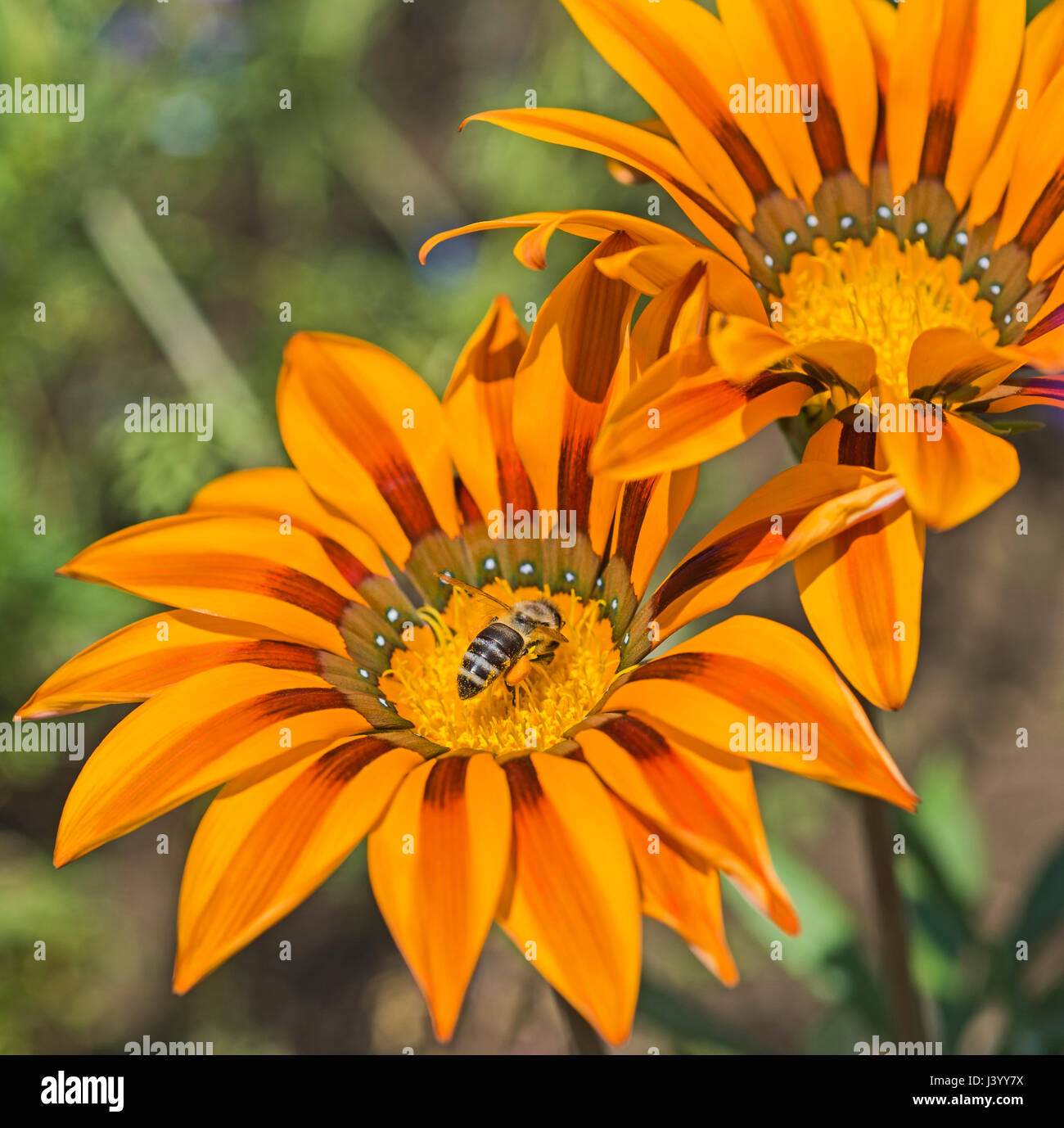 Close-up detail of a honey bee apis collecting pollen on yellow daisy ...