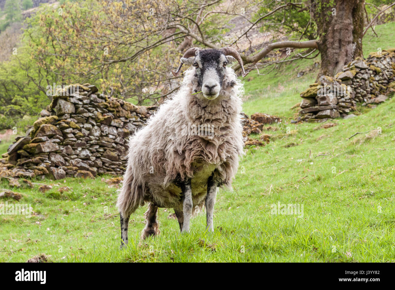 A swaledale sheep is standing on a slope before a drystone wall in the ...