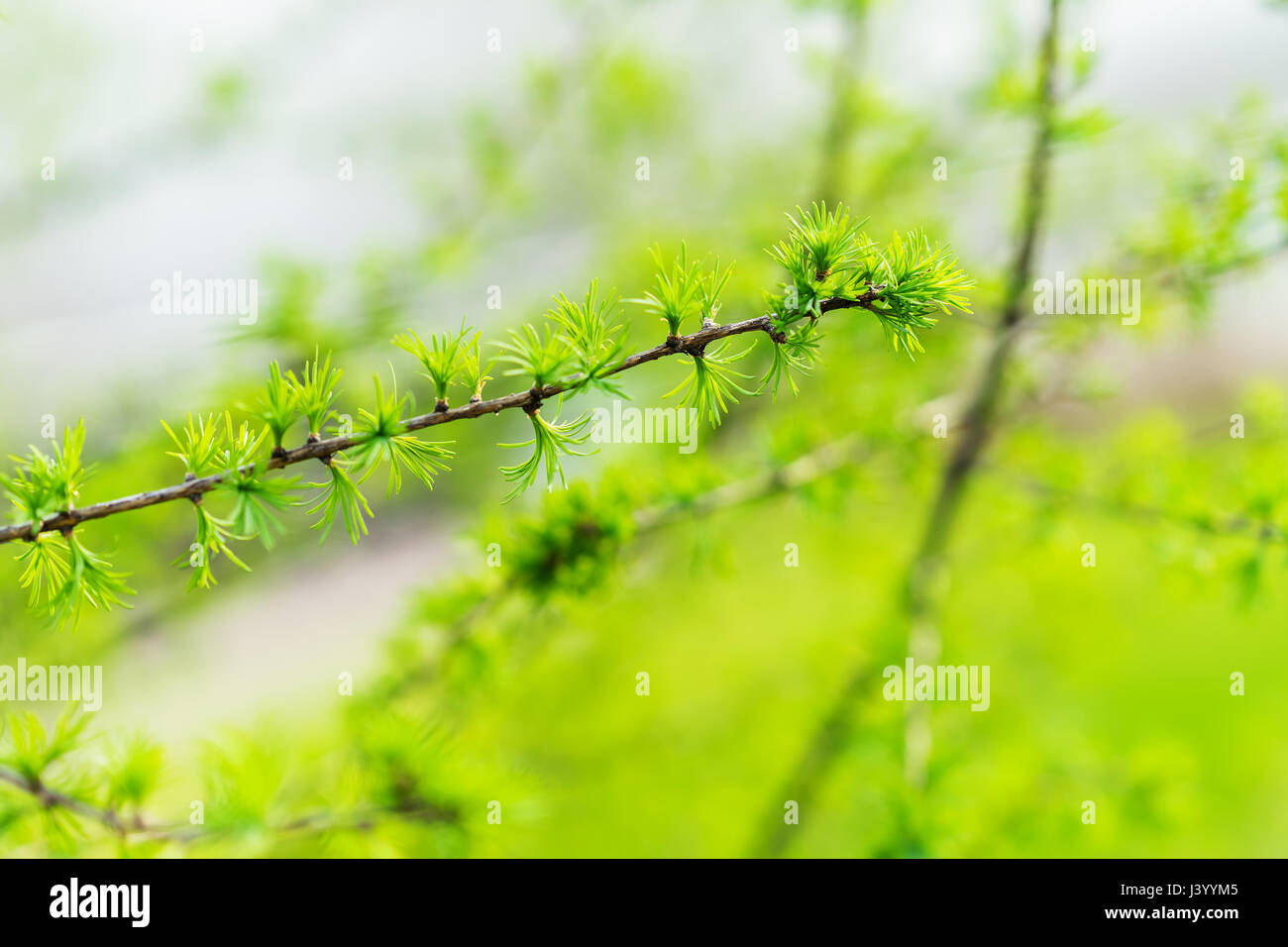 Larch seedling plant hi-res stock photography and images - Alamy