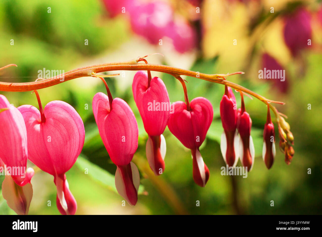 Two heart flower. Conceptual design Stock Photo - Alamy