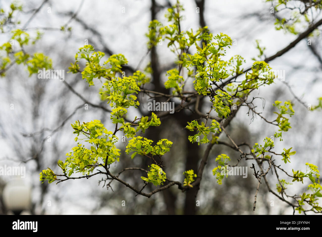 Young tree branches close-up, concept of early spring, seasons, weather ...