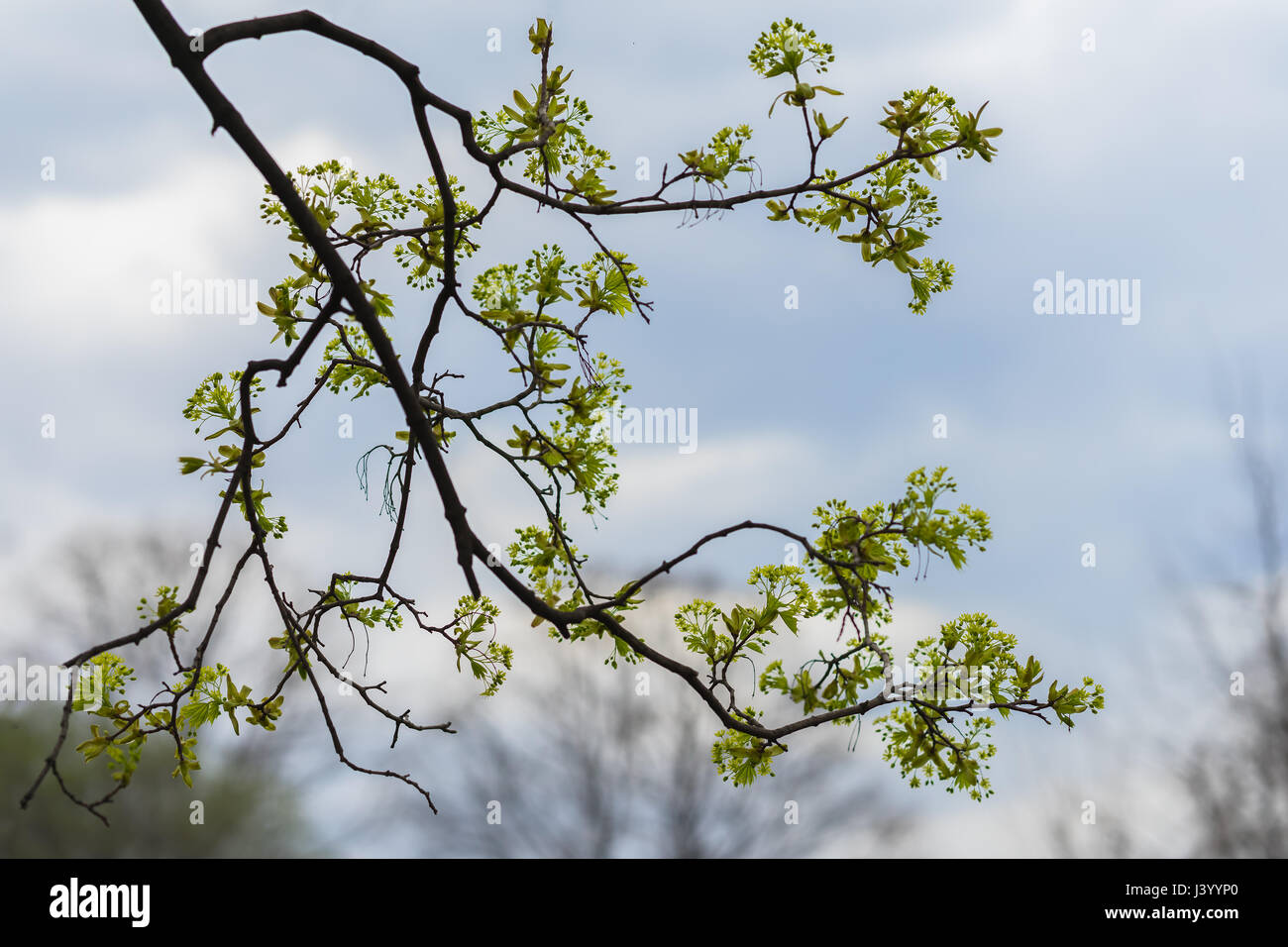 Young tree branch close-up against clear sky with clouds, concept of ...