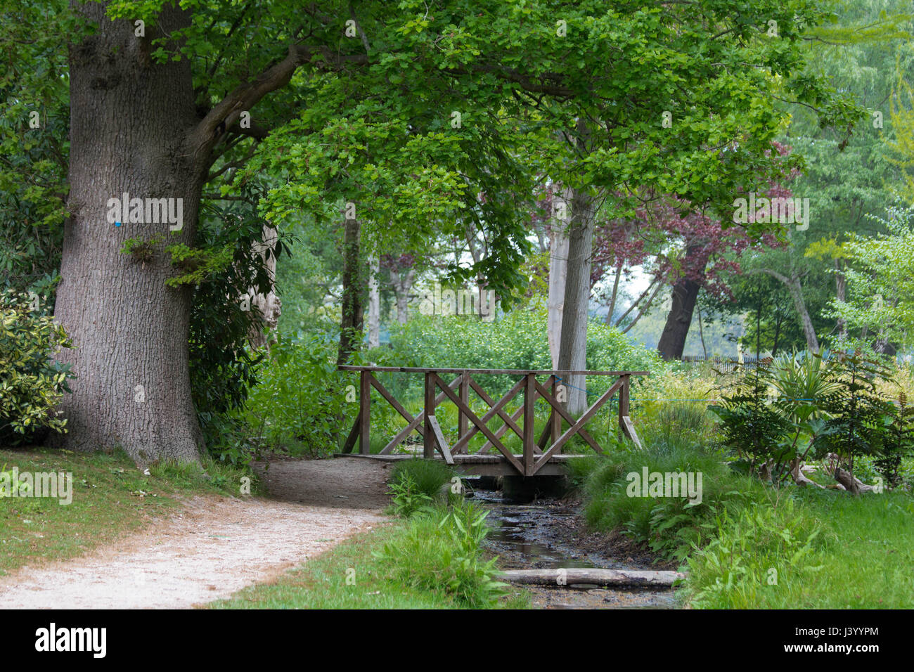 Quiet walk in Bushy Park Stock Photo - Alamy