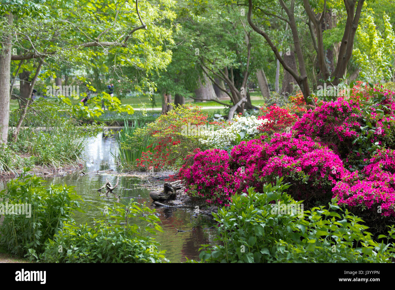 Bushes bush bushy hi-res stock photography and images - Alamy