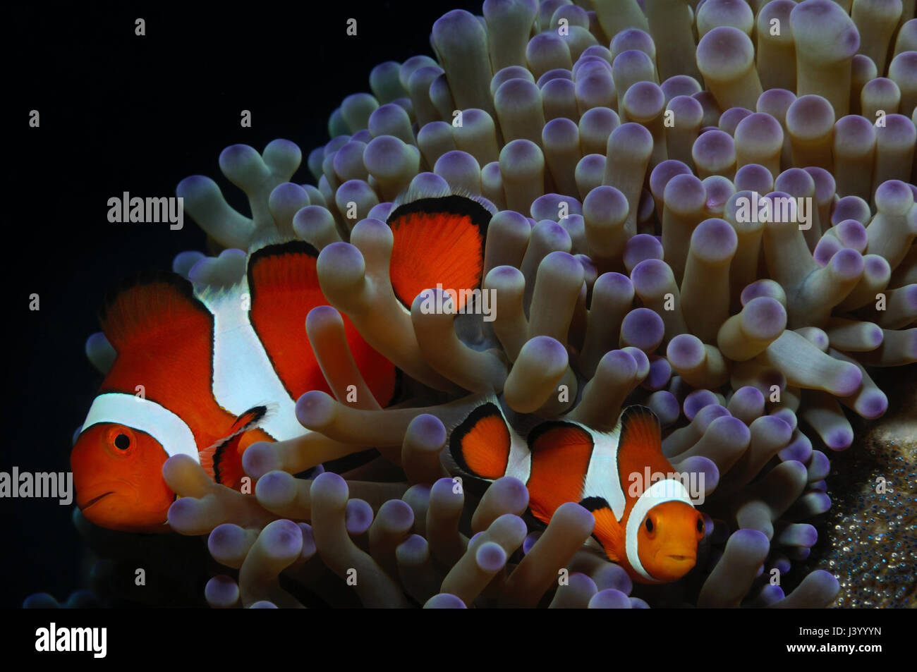 Couple of clownfish (Western clownfish (Ocellaris Clownfish, False ...