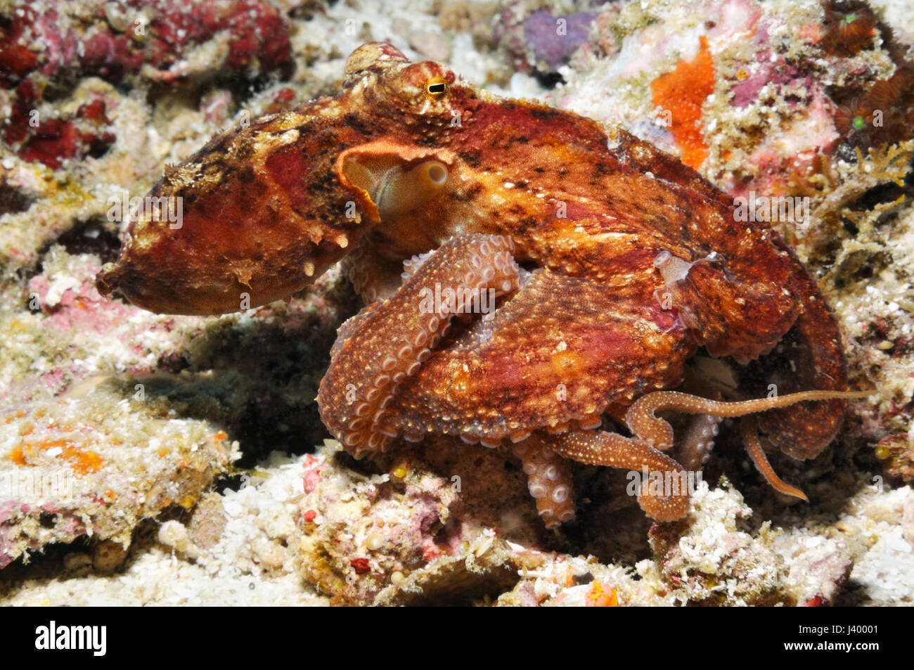 An octopus is changing colours and ready to swim away, Panglao ...