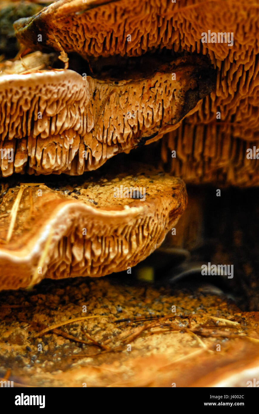 Fungus mushroom orange brown growing on forrest Stock Photo - Alamy