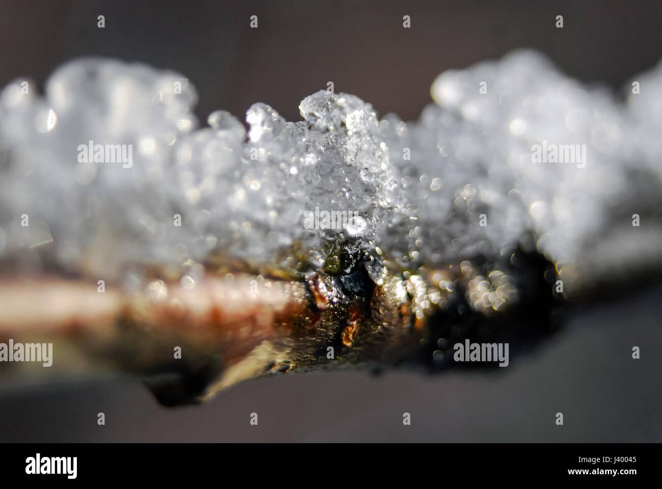 Snow melting on a branch hi-res stock photography and images - Alamy