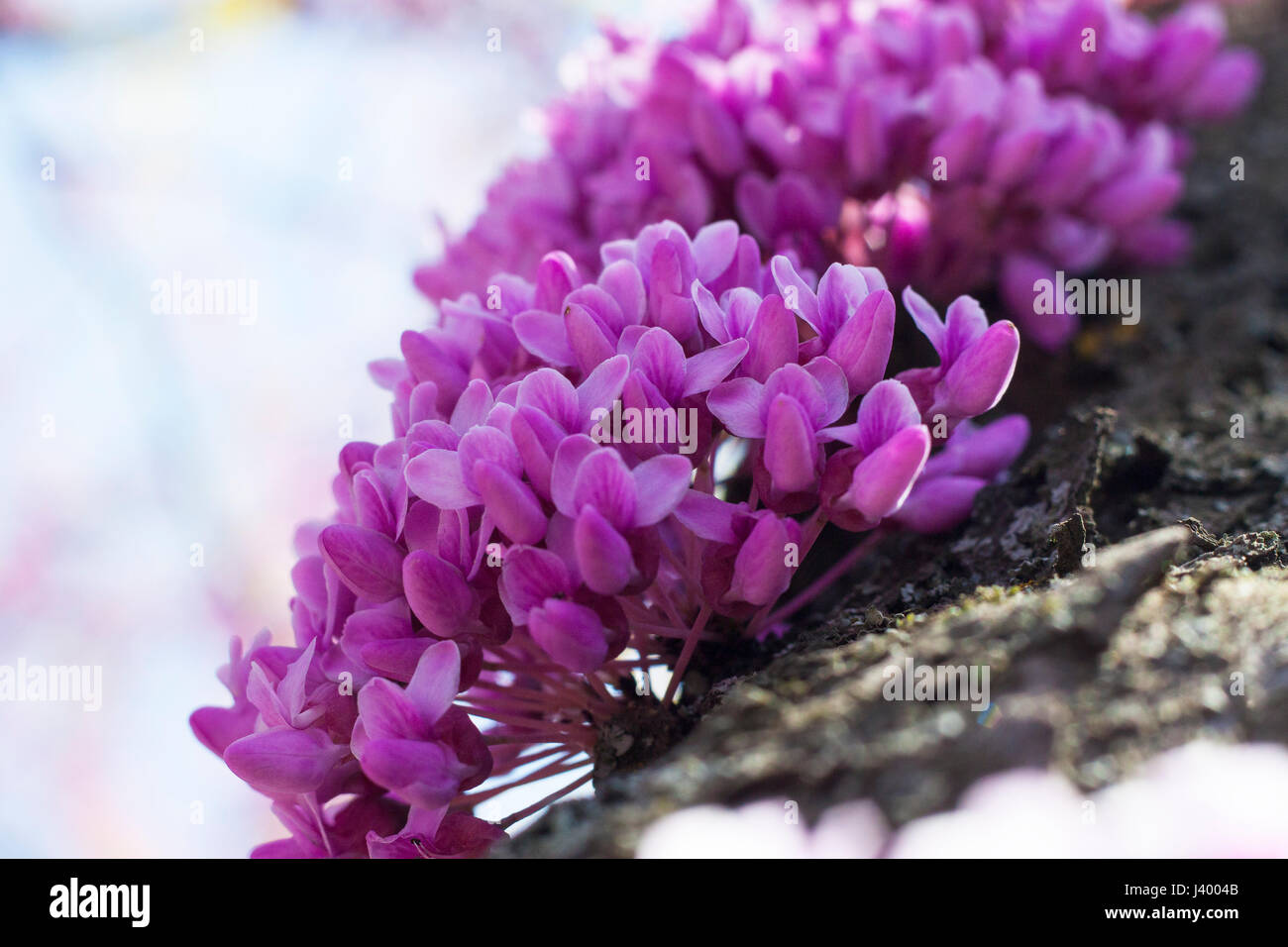 Mahogany tree flower hi-res stock photography and images - Alamy