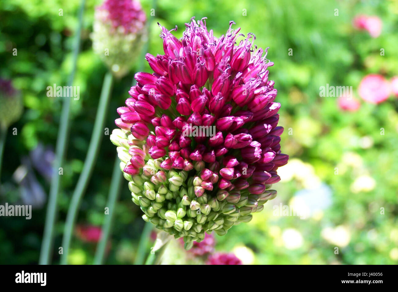 Purple violet wild chives bullbous plant blossom close Stock Photo - Alamy