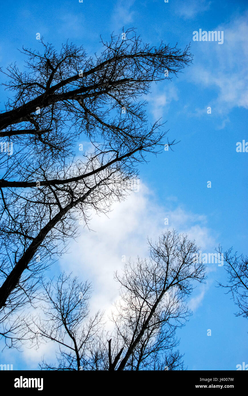 View upward perspective towards sky blue clouds under Stock Photo - Alamy