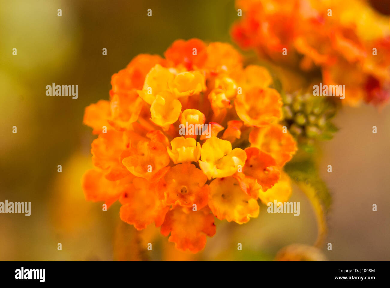 Gradient flower hi-res stock photography and images - Alamy