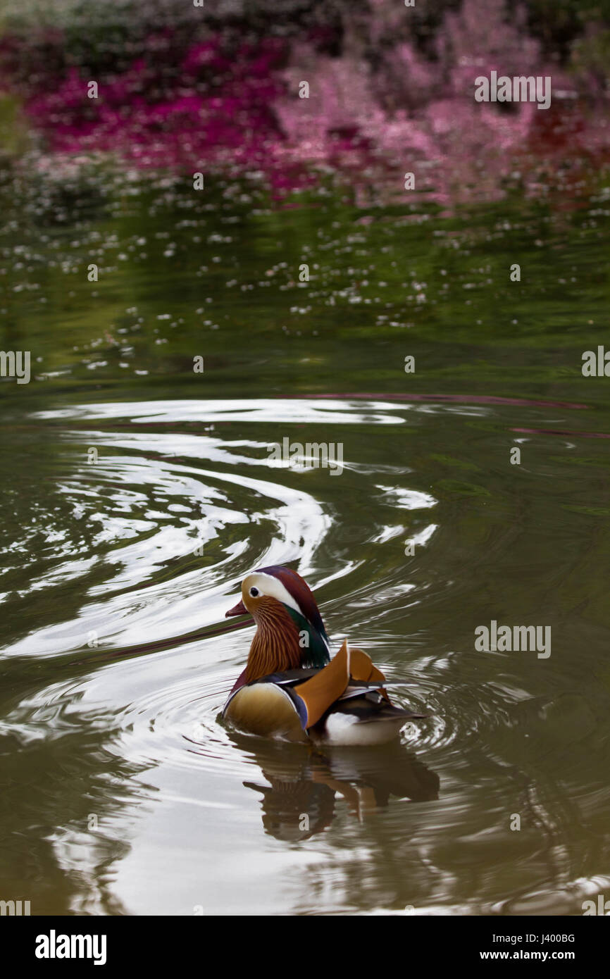 Mandarin duck swimming on lake hi-res stock photography and images - Alamy
