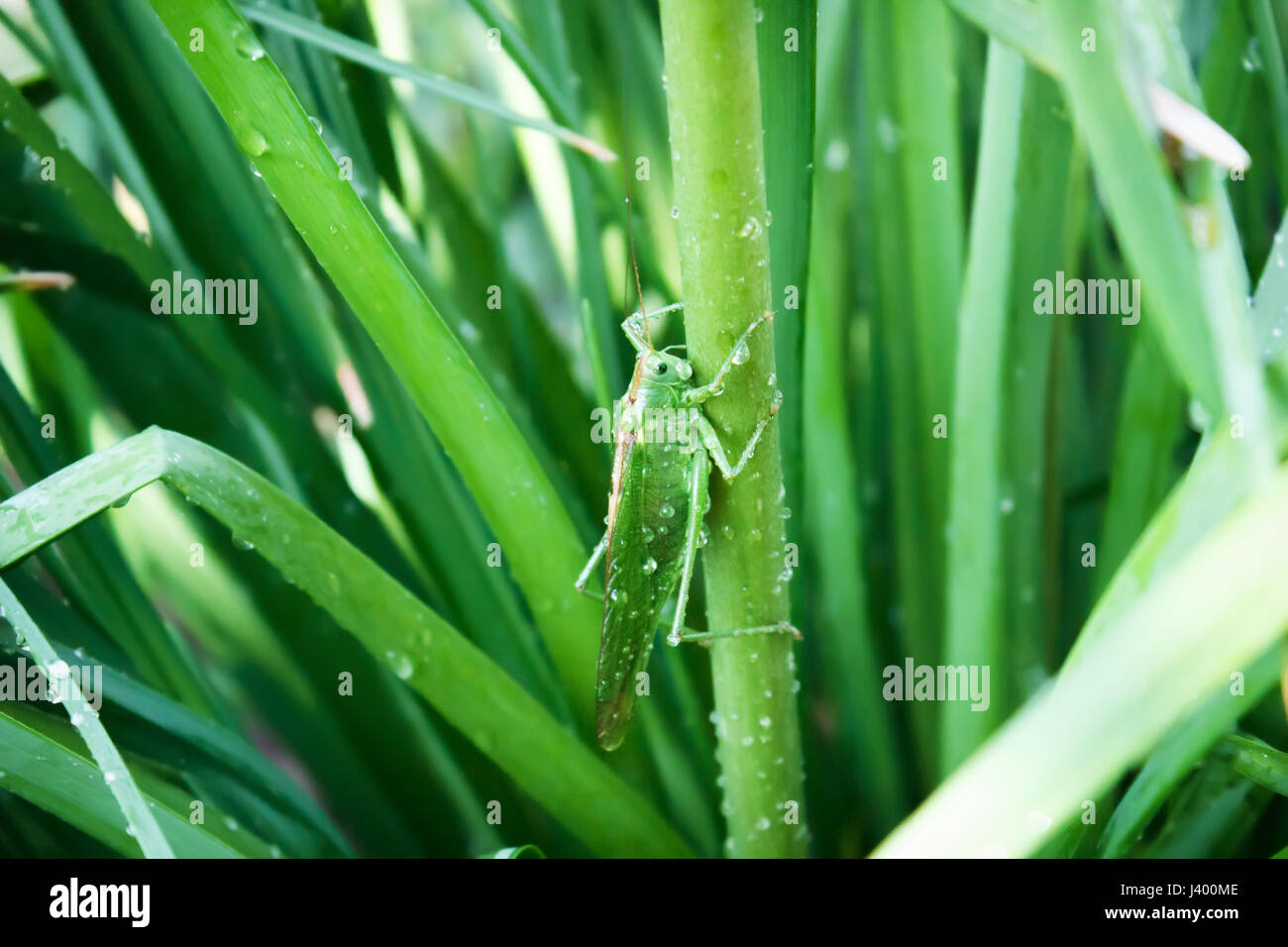 Macro photography grass on wet hi-res stock photography and images - Alamy
