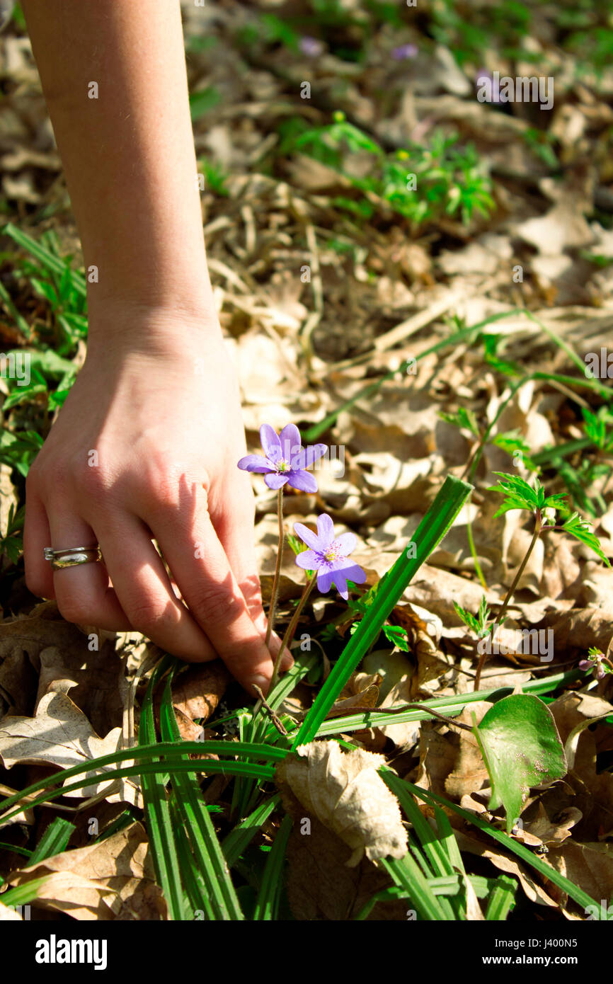 Collecting flowers in the forest Stock Photo - Alamy