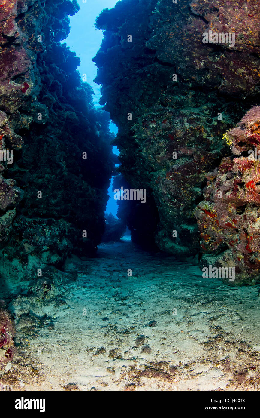 Large underwater canyon on a tropical reef Stock Photo - Alamy