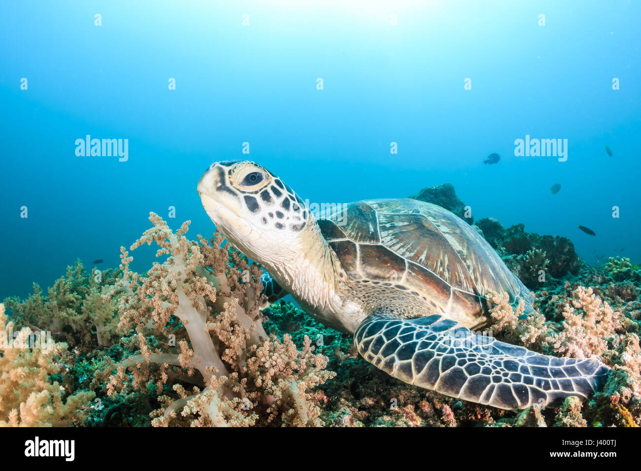 Green sea turtle on reef indonesia hi-res stock photography and images ...