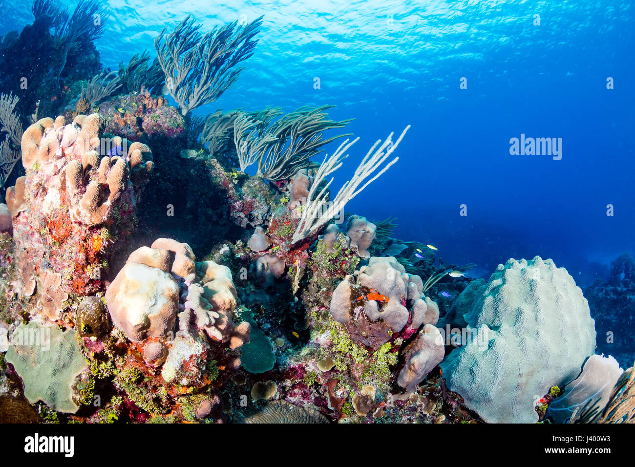 Coral and sponges on a tropical reef Stock Photo - Alamy