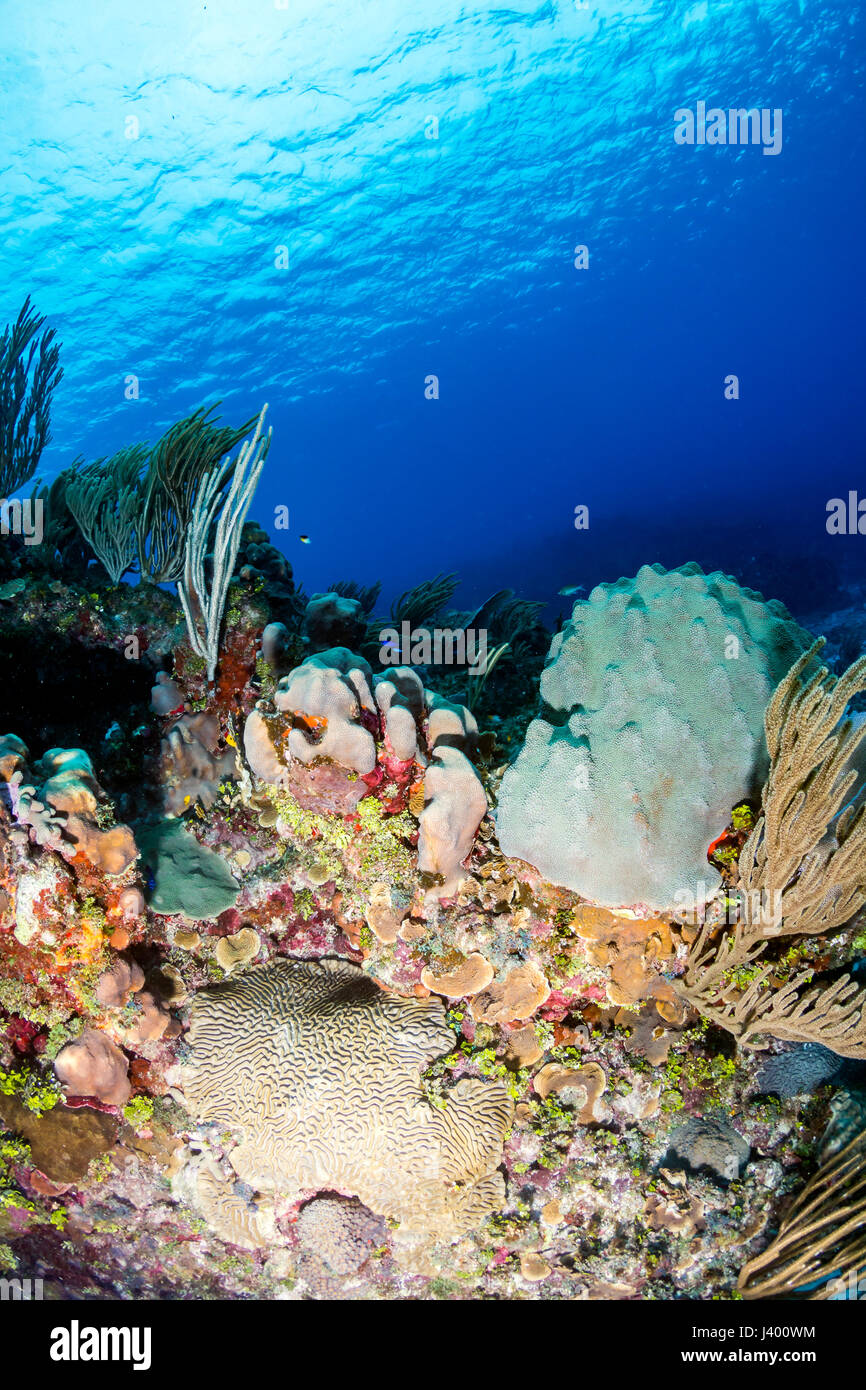 Coral and sponges on a tropical reef Stock Photo - Alamy