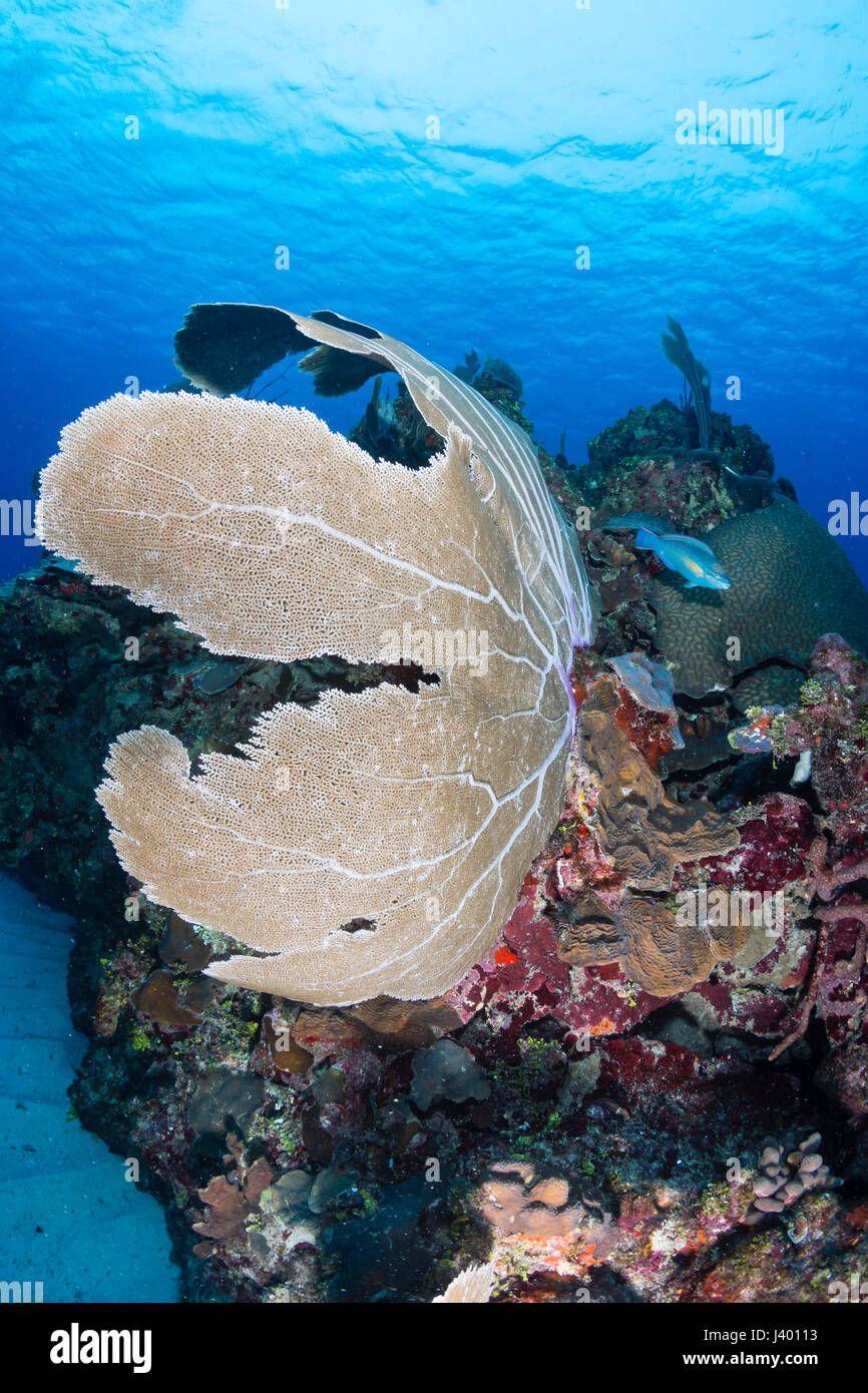 Fan coral cayman hi-res stock photography and images - Alamy