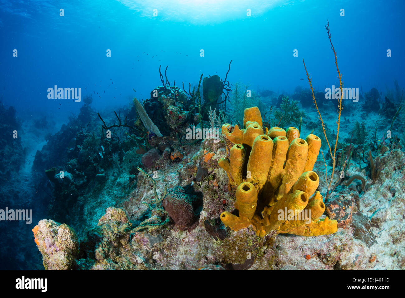 Coral reef undersea tropical blue hi-res stock photography and images ...