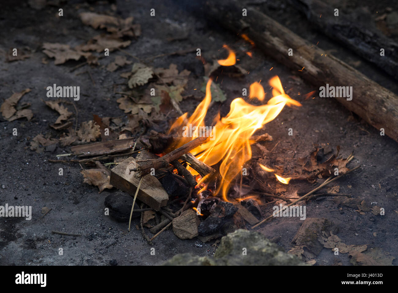 oak wood fire in a forest Stock Photo - Alamy