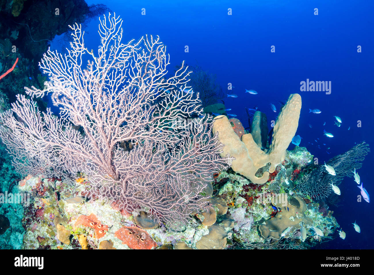 Corals exotic marine fish hi-res stock photography and images - Alamy