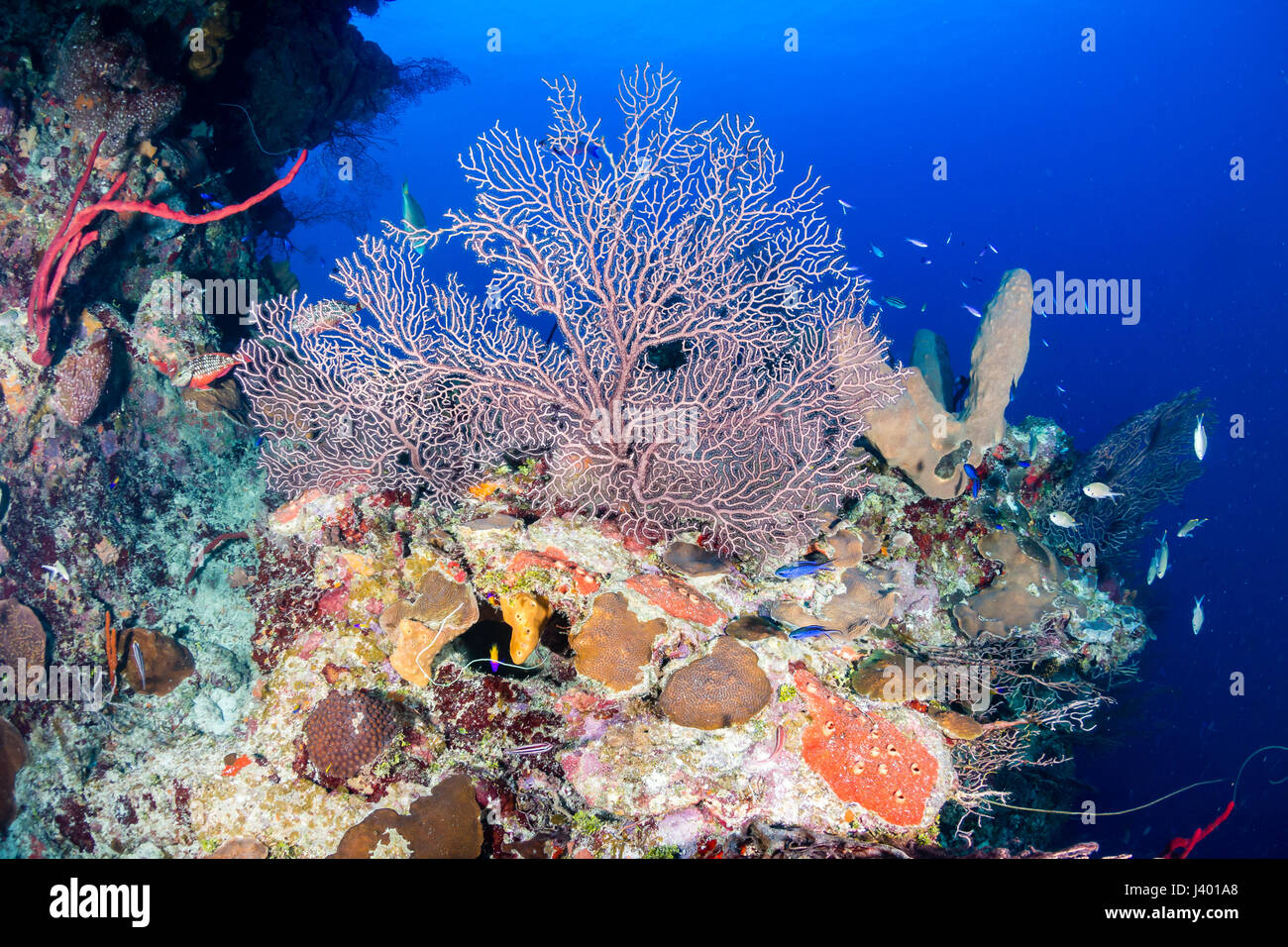 Hard and soft corals on a healthy tropical coral reef Stock Photo - Alamy