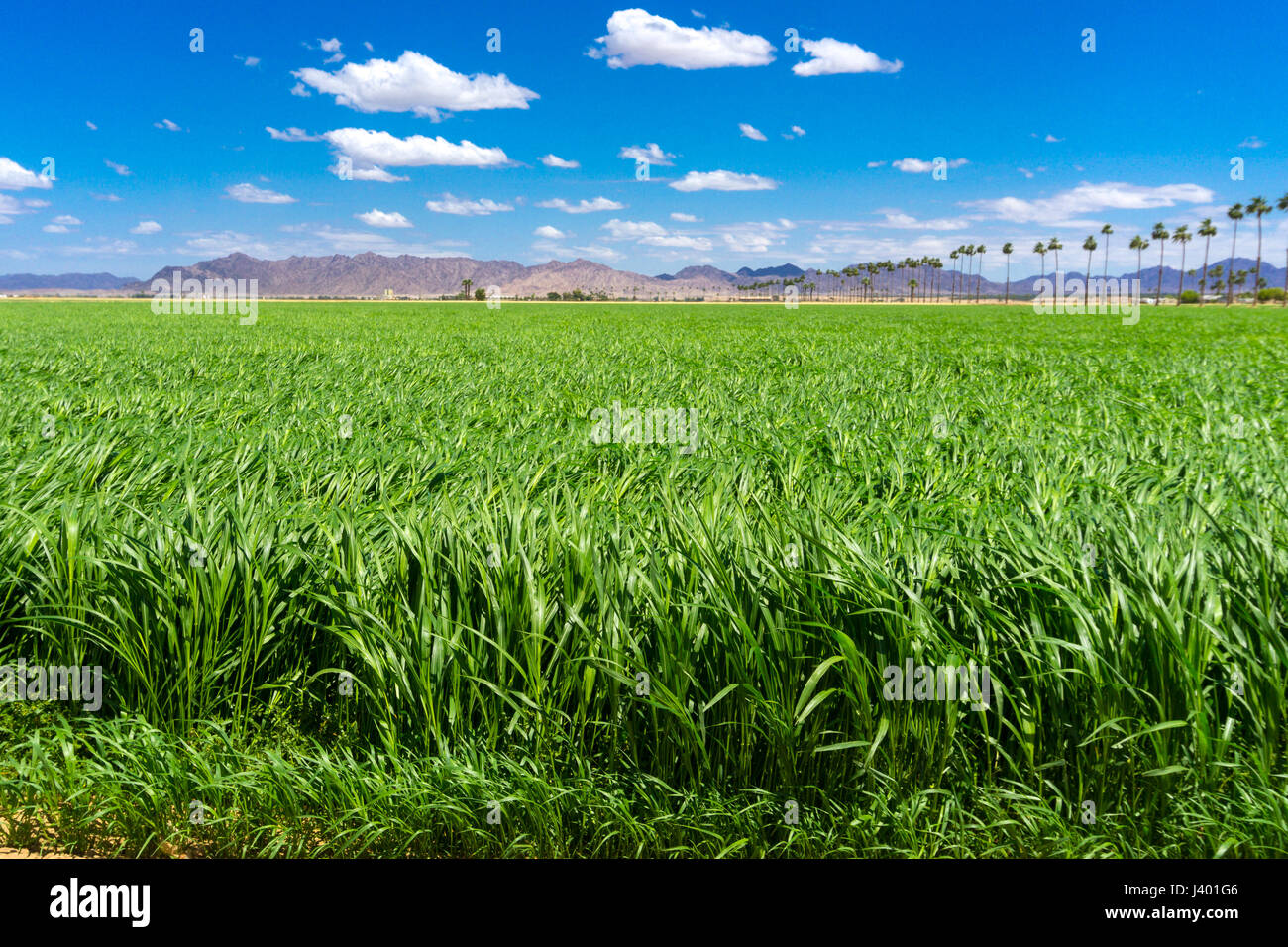Green Sudan field under the clear blue sky, in Yuma Arizona Stock Photo ...