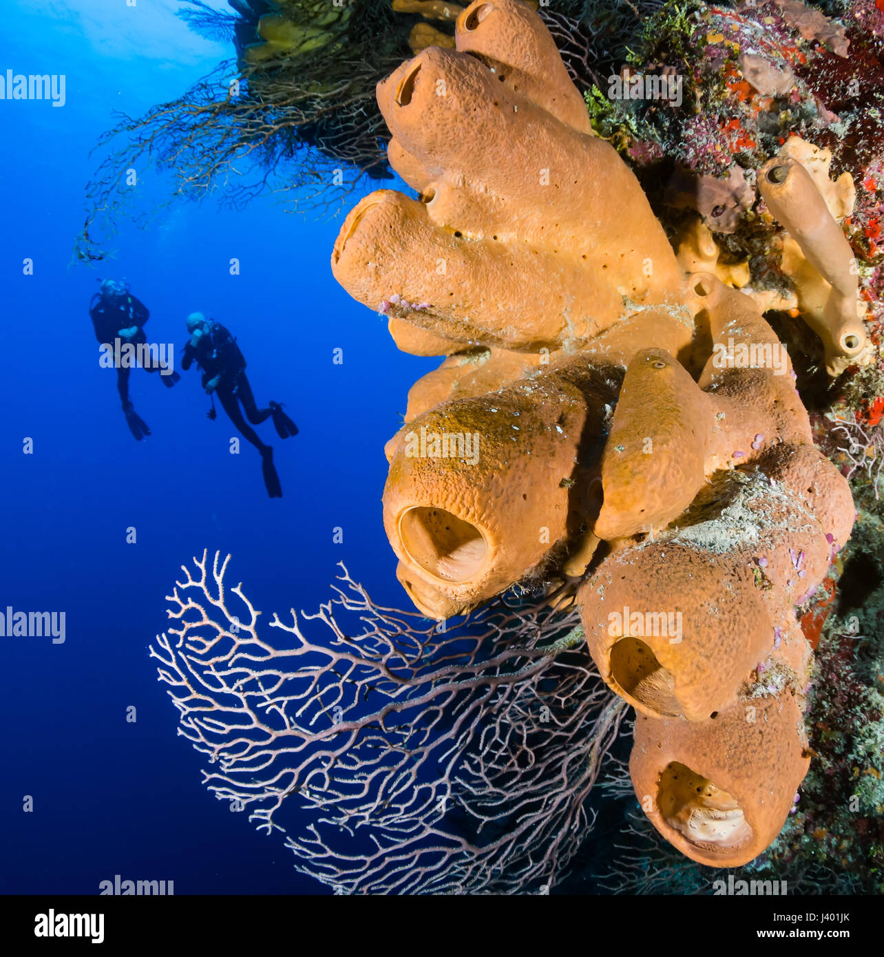 SCUBA divers exploring a deep, vertical coral wall Stock Photo - Alamy