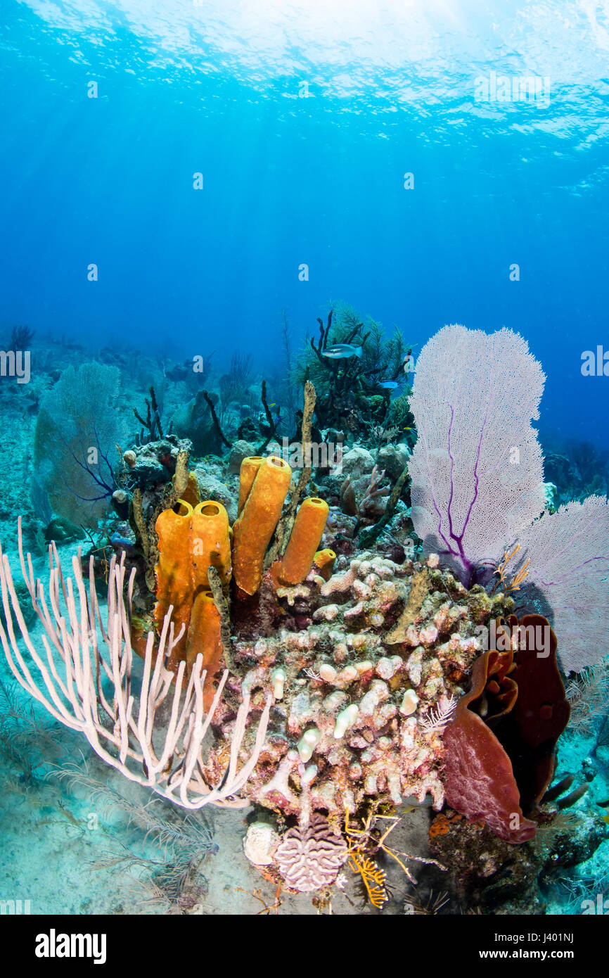 Sea fans on healthy coral reef hi-res stock photography and images - Alamy