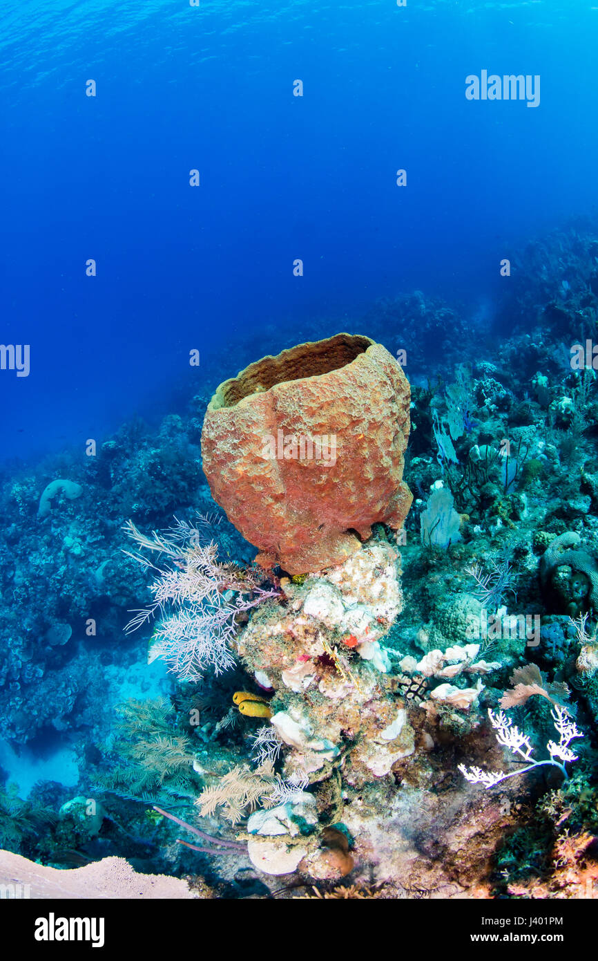 Large sea sponge on a tropical Caribbean reef Stock Photo - Alamy