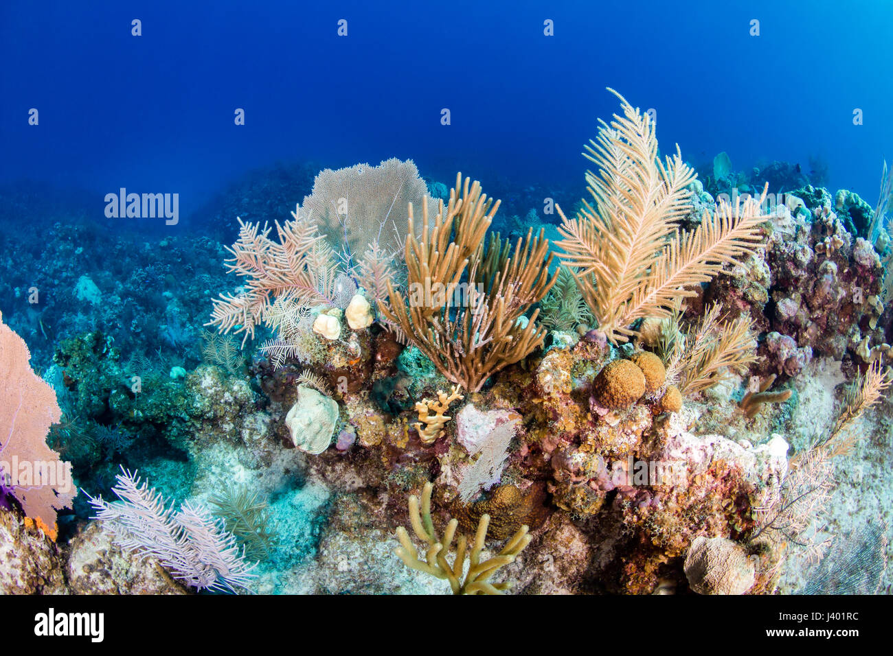 Colorful Caribbean Reef Stock Photo - Alamy