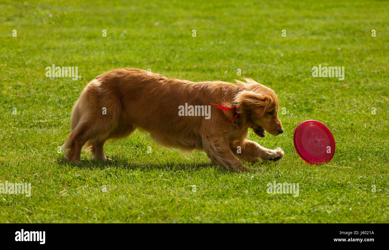 Playing Golden Retriever Catching Frisbee on green grass Stock Photo ...