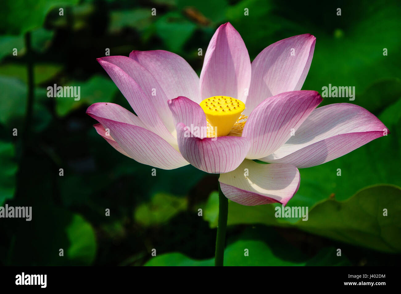 Beautiful blossoming lotus flower closeup in summer Stock Photo - Alamy