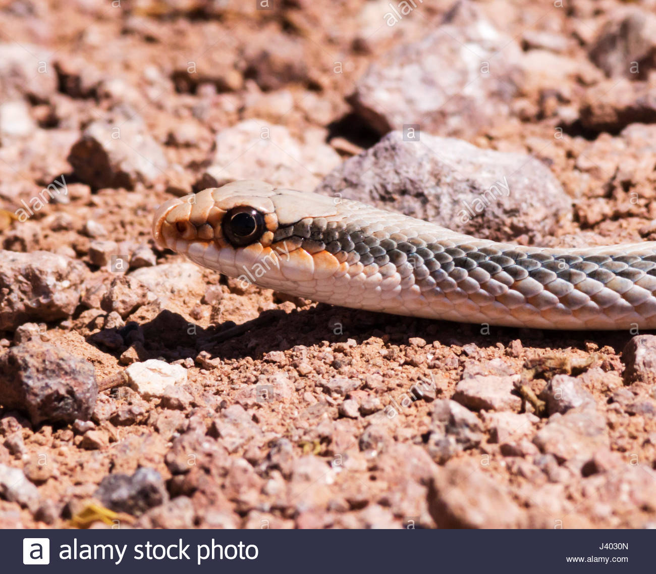 Western Patch Nosed Snake High Resolution Stock Photography and Images ...