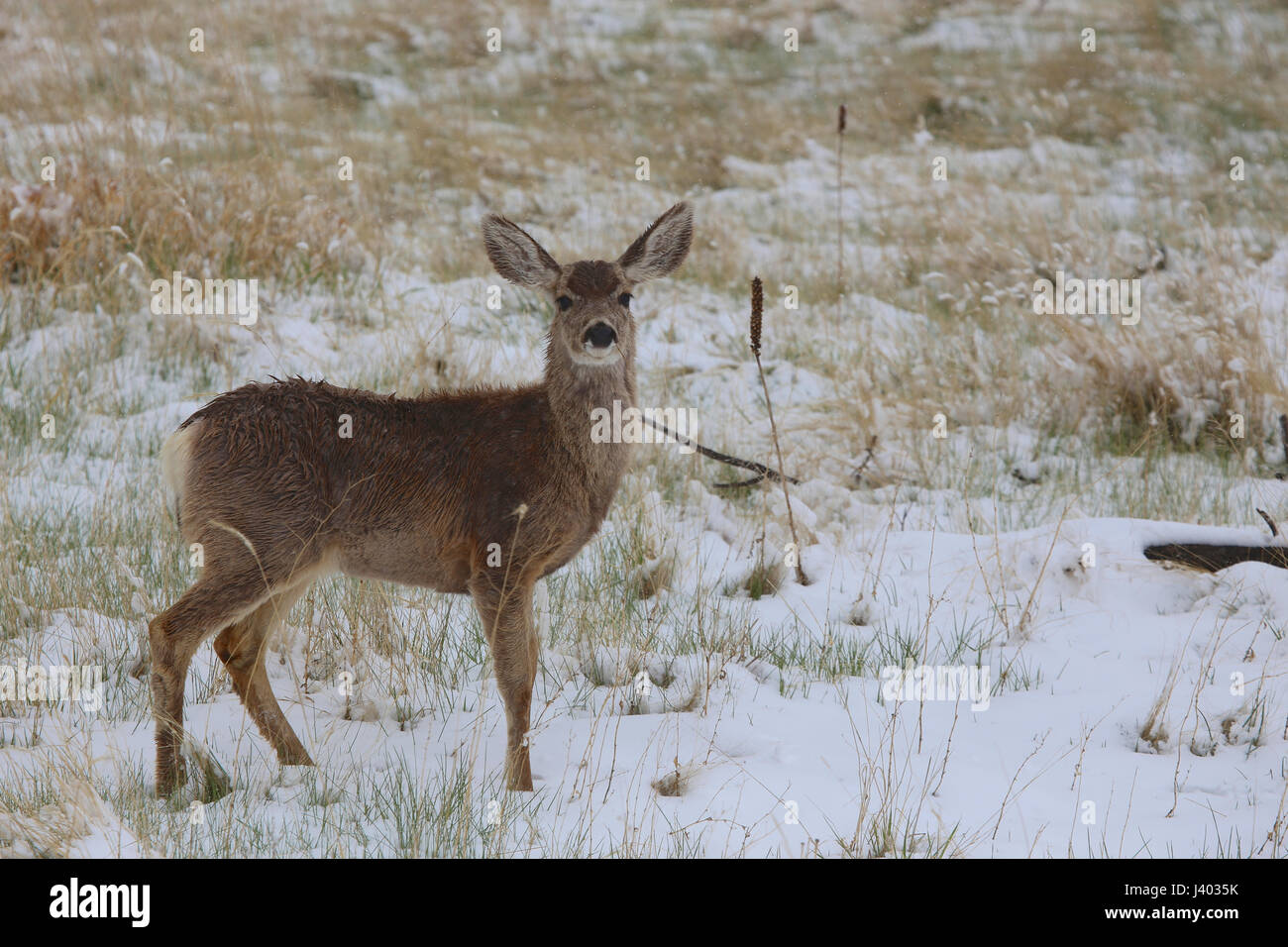 Mule Deer Doe in snow and grassland Stock Photo - Alamy