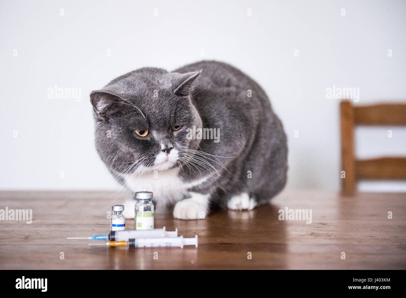 Ten British shorthand cat is sick Stock Photo - Alamy