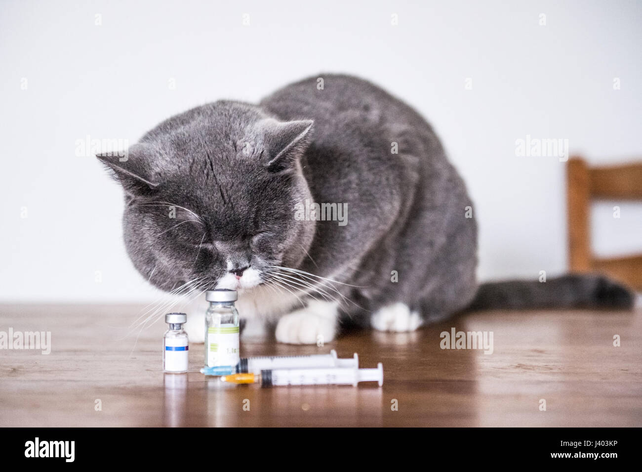 Ten British shorthand cat is sick Stock Photo - Alamy