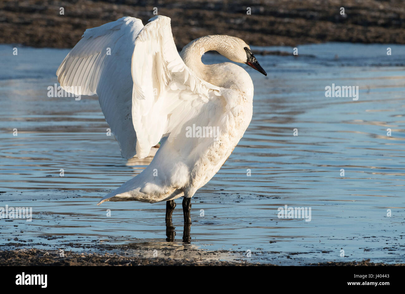 Alaska; Spring; Wildlife; Birds; Waterfowl; Trumpeter Swans Stock Photo ...