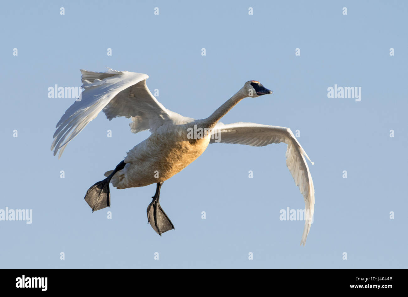 Alaska; Spring; Wildlife; Birds; Waterfowl; Trumpeter Swans; Migration ...