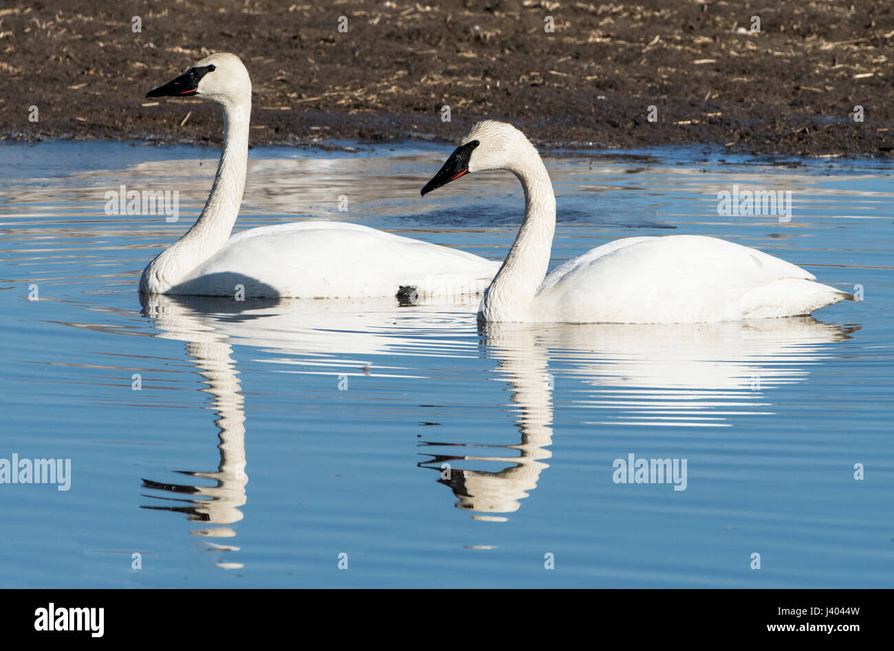 Waterfowl wildlife hi-res stock photography and images - Alamy