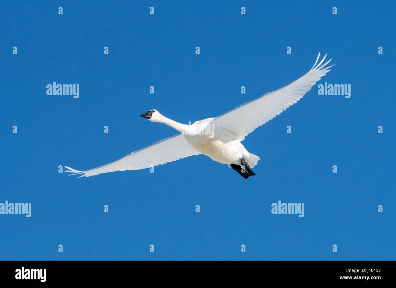 Alaska; Waterfowl; Migration: Pairs; Trumpeter Swans Stock Photo - Alamy