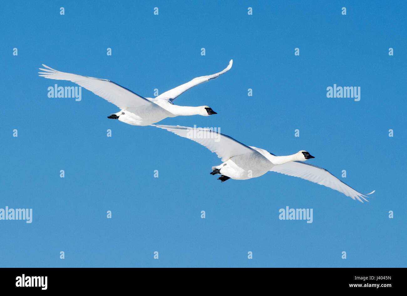 Alaska; Waterfowl; Migration: Pairs; Trumpeter Swans Stock Photo - Alamy