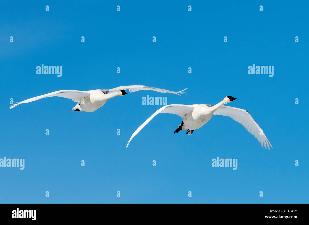 Alaska; Waterfowl; Trumpeter Swans; Migration Stock Photo - Alamy