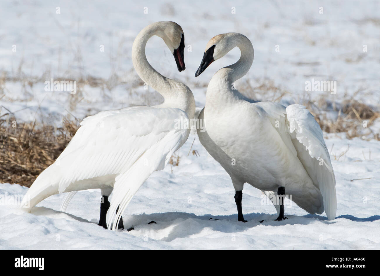 Alaska; Spring; Wildlife; Birds; Waterfowl; Trumpeter Swans Stock Photo ...