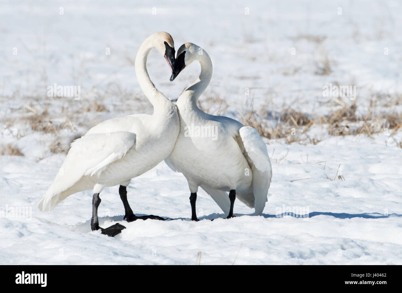 Breeding mating birds wildlife hi-res stock photography and images - Alamy