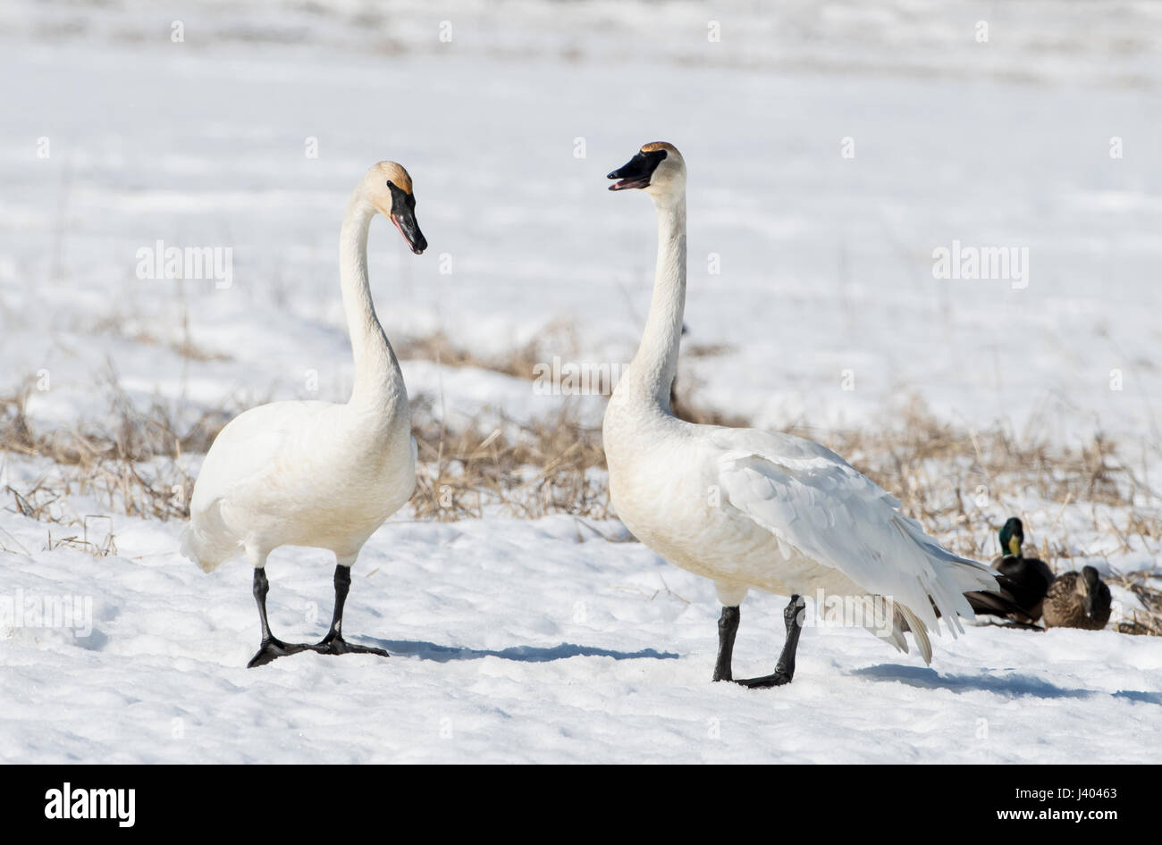 Alaska; Spring; Wildlife; Birds; Waterfowl; Trumpeter Swans Stock Photo ...